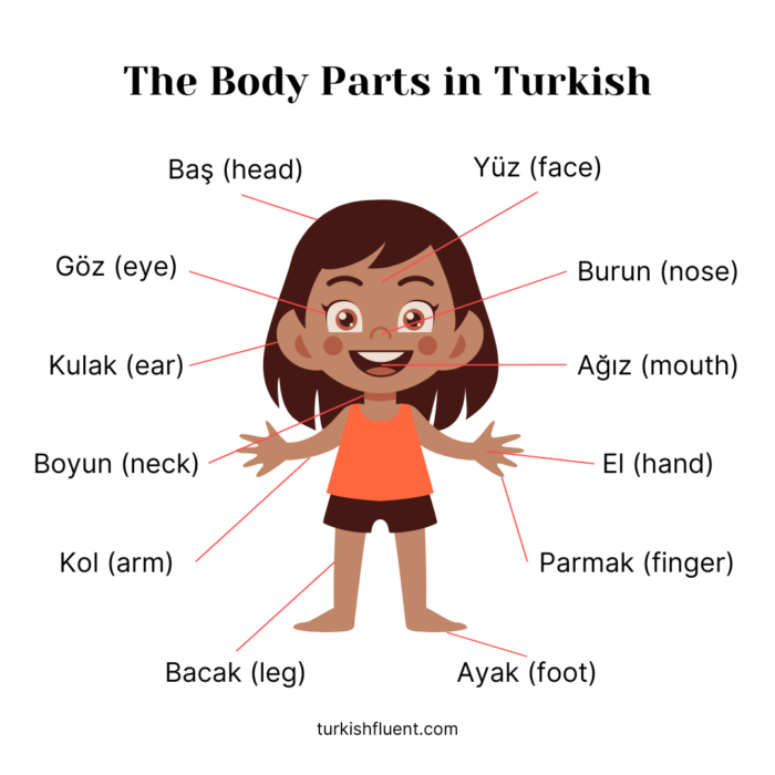 The Body Vocabulary in Turkish - TurkishFluent | Blog